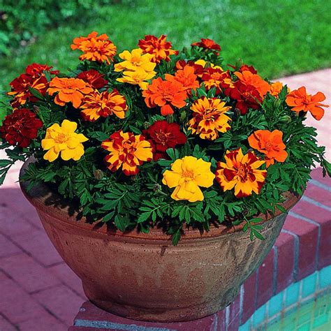 Tagetes X Patula Solena® Mix Helza Hobbyzaden