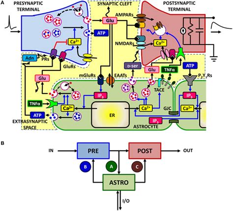 The Signaling Network Of Astrocyte Synapse Interactions A A Download Scientific Diagram