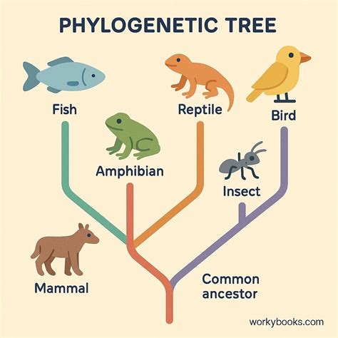 Phylogeny Explained For Students Definition Facts Example Quiz