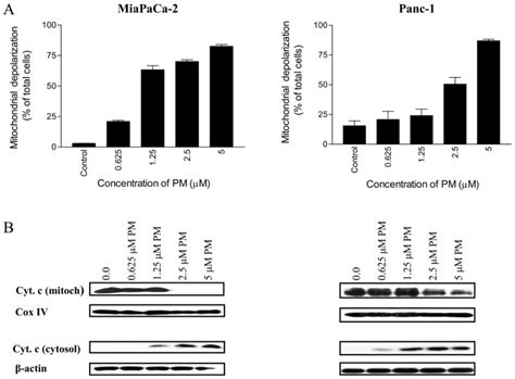 Pm Induces Mitochondrial Depolarization And Release Of Cytochrome C Download Scientific