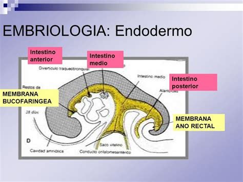 Desarollo Prenatal Timeline Timetoast Timelines