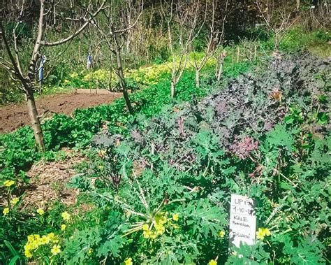 Edible Forest Garden Layout A Food Forest In Your Garden Plan It