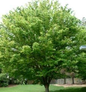 Wireless Zelkova Everything You Need To Know
