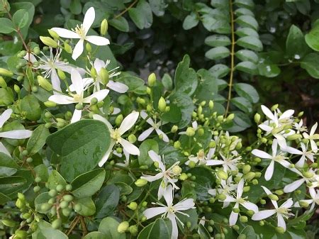 Nip It In The Bud Diana Derringer Nip It In The Bud Diana Derringer