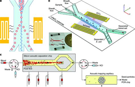Acoustofluidic Separation Of Bacteria A Separation Of Bacteria From
