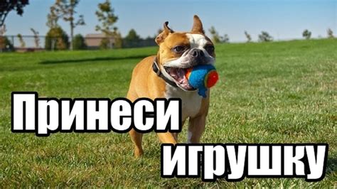Как научить собаку приносить игрушку Как научить собаку приносить предметы Youtube