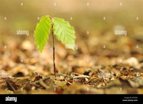 Tree Sapling Example At Henry Briggs Blog