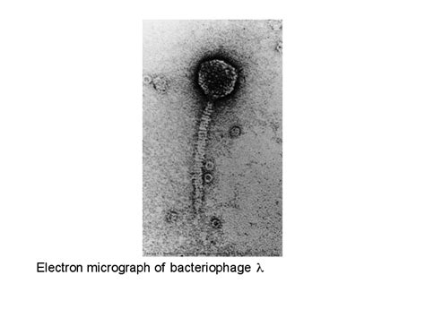 Electron Micrograph Of Bacteriophage L