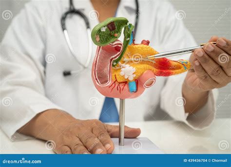 Cat Pancreas Anatomy Felis Catus Anatomy Isolated On White Stock
