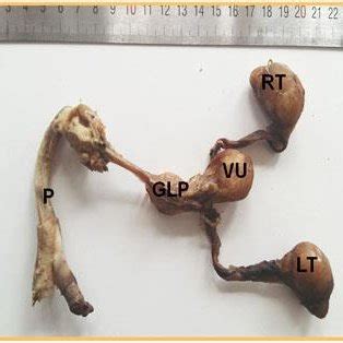 Morphometric Measurements Of Red Fox Penis Obtained By Digital Calliper