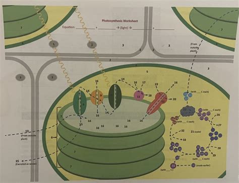 Lab 8 Photosynthesis Diagram Quizlet