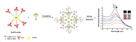Colorimetric Principle In The Detection Of The Sars Cov 2 Spike Download Scientific Diagram
