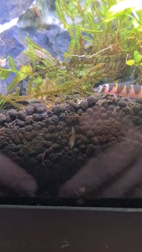 What Kind Of Worm Is This Flat Like A Leech Flopping Around Like A