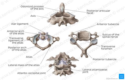 Diagram Pictures Cervical Spine Anatomy Kenhub