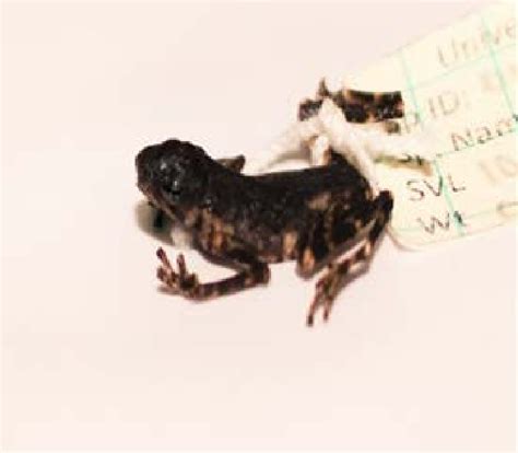 Lateral View Of P Api Male Photo By Nooraina Atira Alaudin Download High Quality