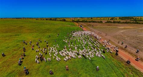 Tradição Pecuarista De Araguaína Toca Boiada De Mais De 760 Cabeças De