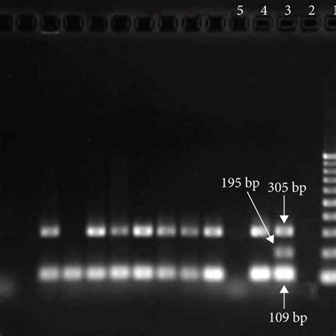 A Pcr Product Electrophoresis Of Enterococcus Isolates Lane 1