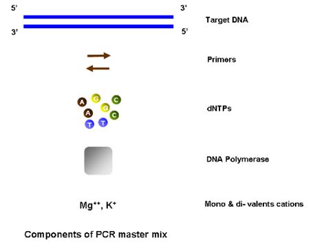Molecularhub Pcr Master Mix