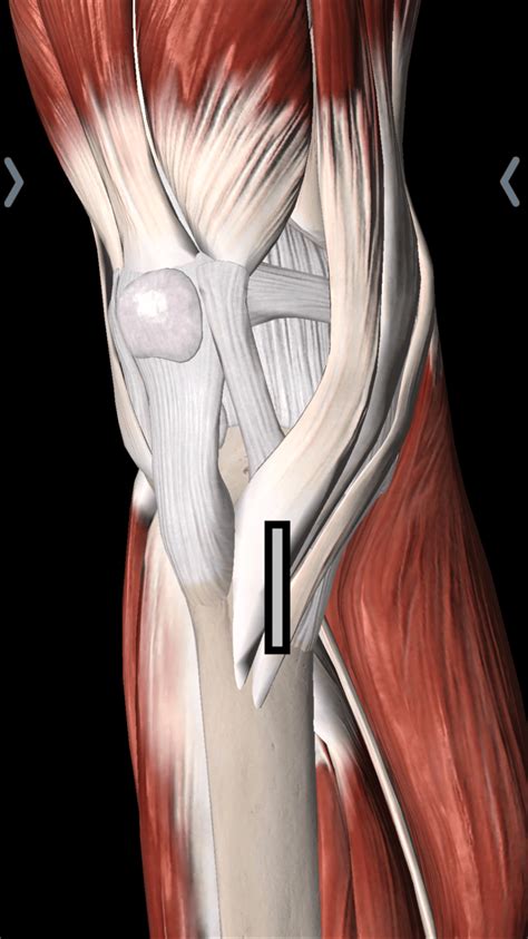 Pes Anserinus Anatomy Pes Anserine Bursitis Uawznu