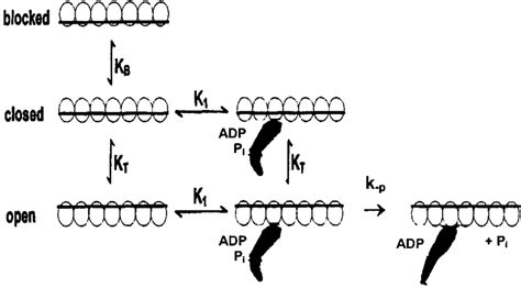 Three State Steric Blocking Model Applied To The Regulation Of Download Scientific Diagram