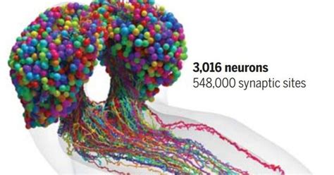 초파리 ‘뇌 지도 12년 걸려 완성…인간 뇌는 가능할까
