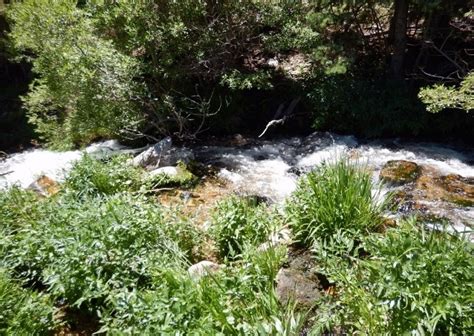 Sensitivity And Resilience Of Great Basin Riparian Systems Gallery Us