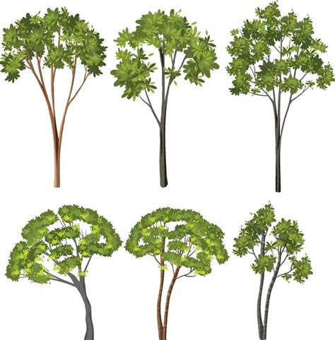 Isolated Trees On White Background Vector Art At Vecteezy