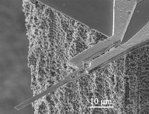 Scanning Electron Microscope Image Of The Piezoresistive Cantilever For Download Scientific