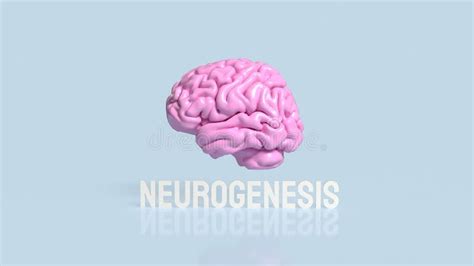 The Brain And Neurogenesis Text For Sic Or Health Concept 3d Rendering Stock Illustration