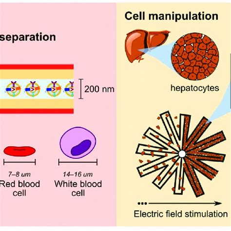 schematic depiction of cell sorting separation and cell manipulation