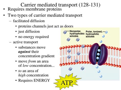 Examples Of Carrier Mediated Transport At Jayden Nobbs Blog