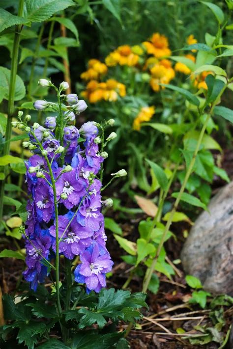 The Complete Guide To Growing Delphiniums In Your Garden