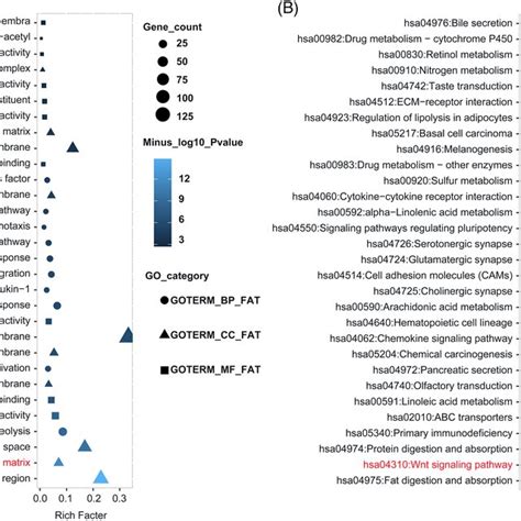 Functional Enrichment Analysis For Degs From Rna‐seq A Go Terms Download Scientific Diagram