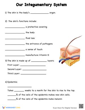 Integumentary System Worksheets