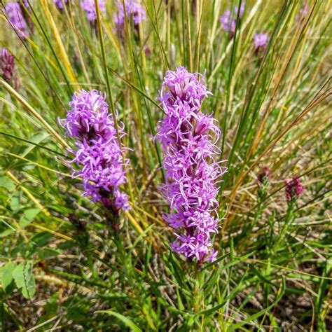 Liatris Punctata Picturethis