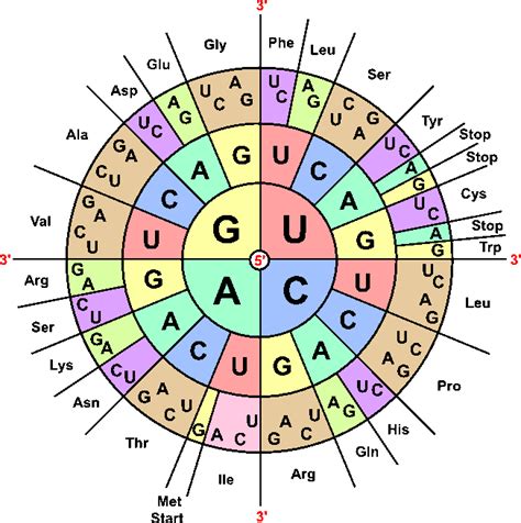 Biology Pictures Genetic Code Circular