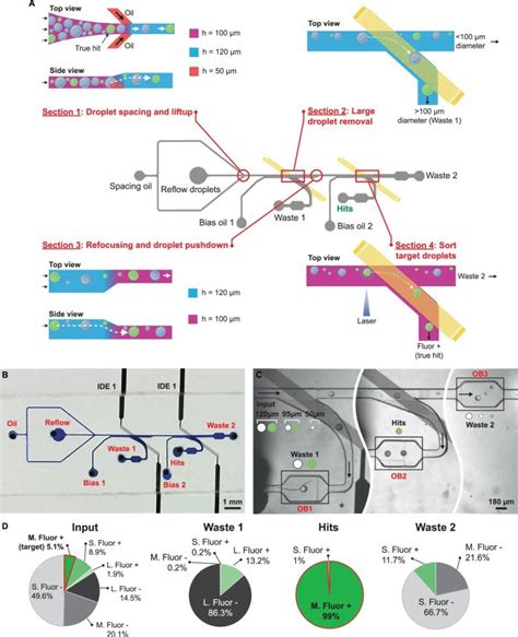 Dual Fluorescence And Size Based Selection For High Accuracy Droplet Sorting