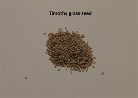 Timothy Grass Seed