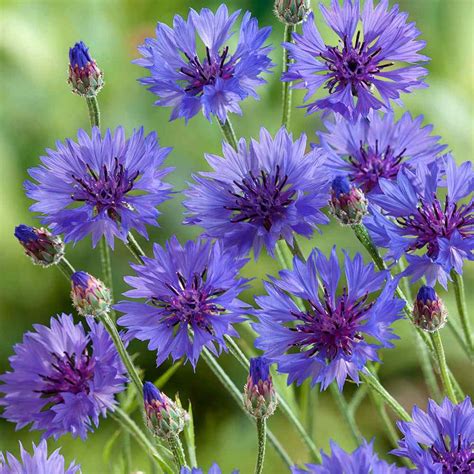 Planting Instructions For Gentian Seeds