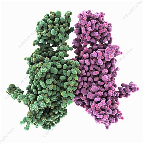 Synaptic Vesicle Glycoprotein 2a Sv2a Molecular Model Stock Image