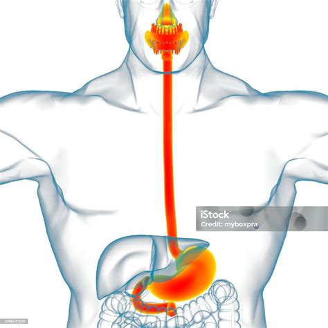 위 해부학 인간 소화 시스템 의료 개념 3d 렌더링 식도에 대한 스톡 사진 및 기타 이미지 식도 0명 3차원 형태 Istock