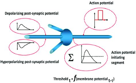 Model Neurons Consist Of Multiple Dendritic Inputs Affecting The