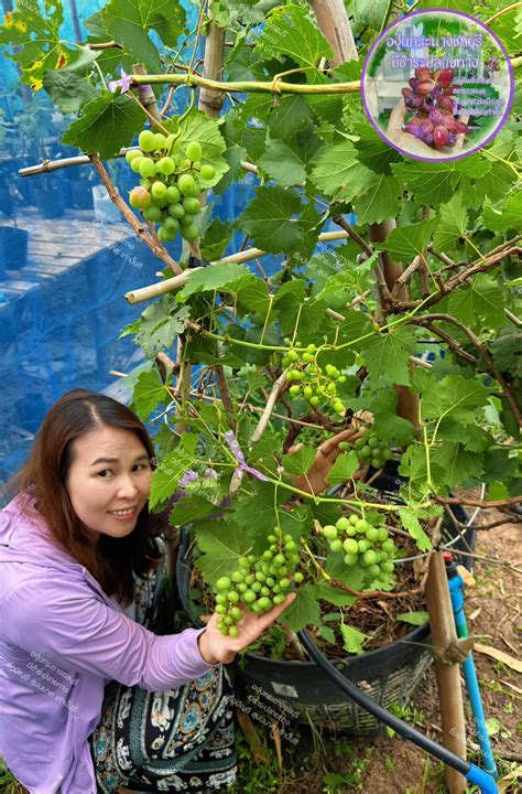 องุ่นกระถางชลบุรี องุ่นเข่ง องุ่นกระถาง ถ้าเราเลือกพันธ์ดี ติดช่อได้ง่ายๆ ดินดีจัดกิ่งมั่วๆ