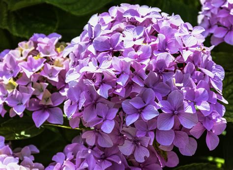 Hydrangeas Pruning For Blooms Jung Seeds Gardening Blog
