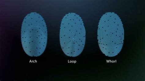 Why Do We Have Fingerprints And Why Are They Unique Scienceabc