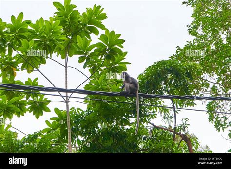 The Monkey Runs Along The Wires Of The Power Line Monkeys In Asia Stock Photo Alamy
