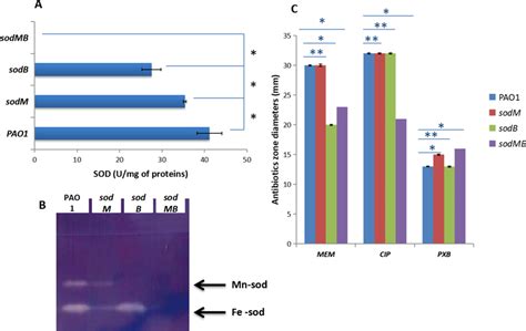 Correlation Between Sod Inactivation And Antibiotic Sensibility A Download Scientific