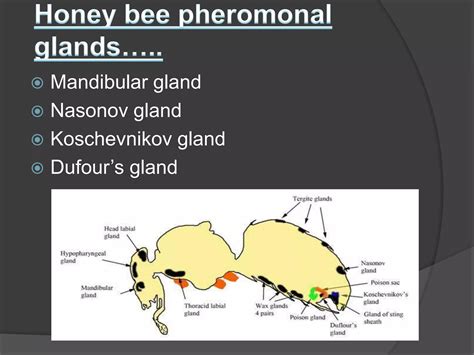 Honey Bee Pheromones Pptx