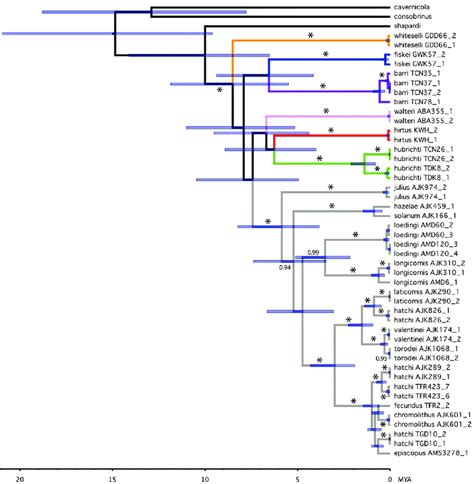 Ultrametric Tree For The Hirtus Group Bayesian Tree Estimated From