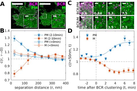 Bcr Clustering Produces Membrane Domains That Differently Sort Two
